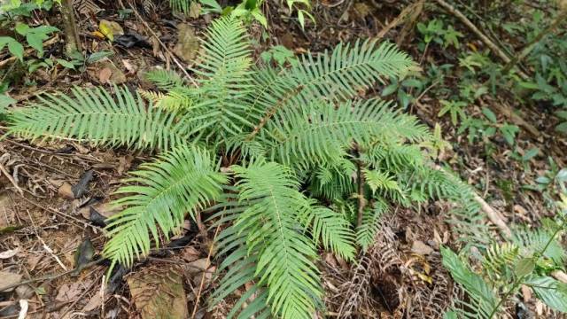 从广州第一峰脚下的“植物世界”，感受从化生物多样性魅力！_南方+_南方plus