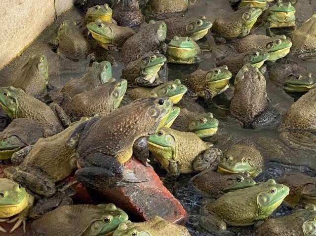 蛙类体色发黑、歪头、腹水、红腿病……有救了！陈昌福谈蛙病的精准防治_南方plus_南方+