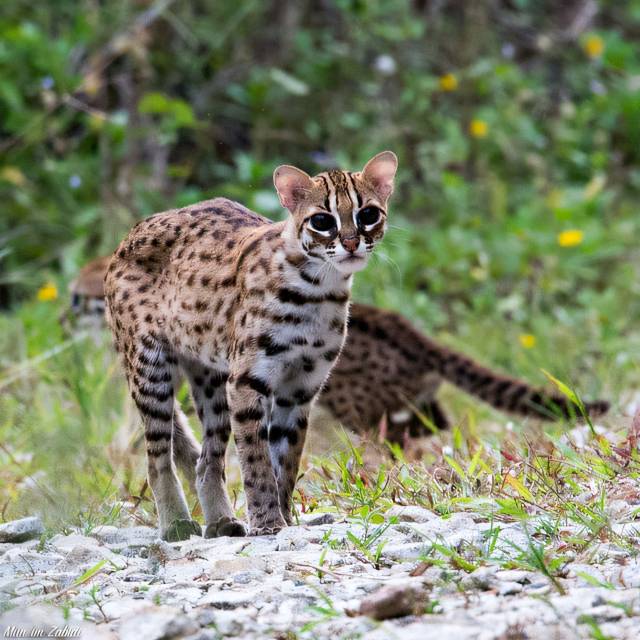 这一系列对比照片，见证肇庆岳山林场沧桑巨变_南方网